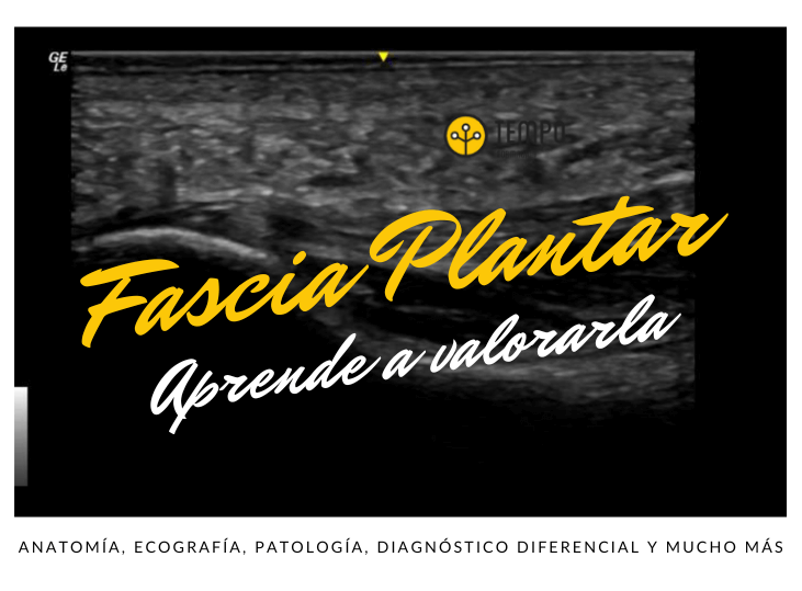 Fascia Plantar Ecografía - Aprende a valorarla | Tempo Formación