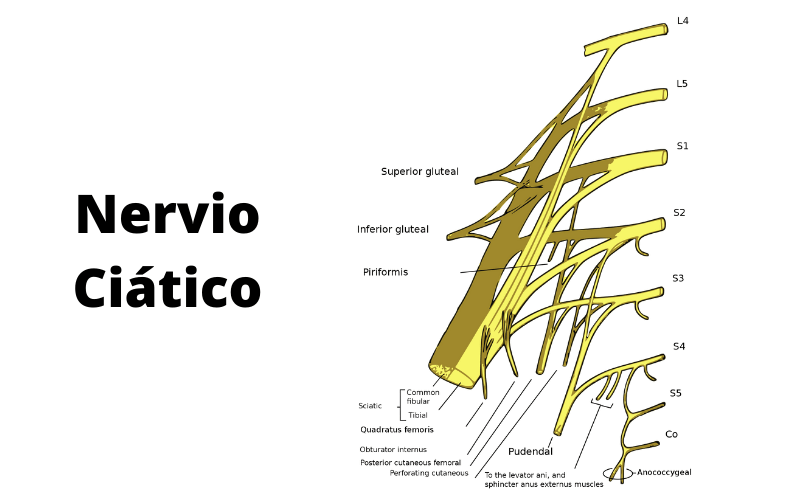H3 Taichong - Rama Medial Nervio Peroneo Profundo | Tempo Formación